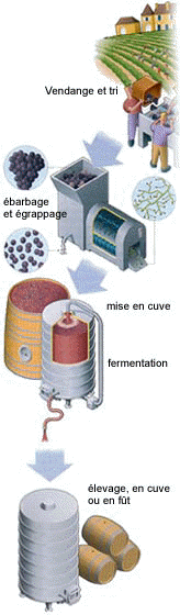 La vinification